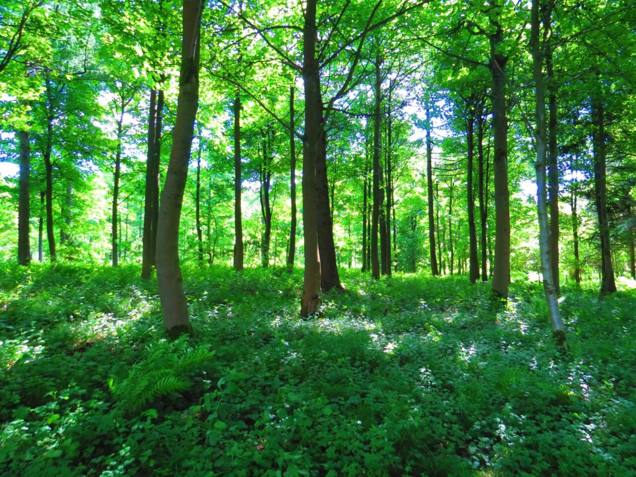 Corona Tree Experts Inc | Tree Service Near Me