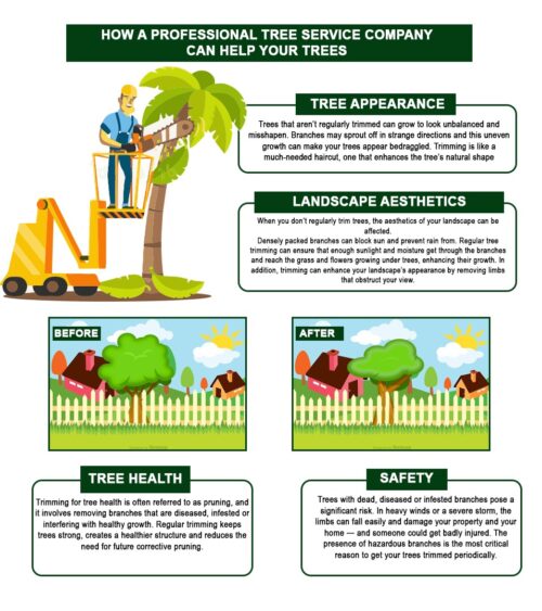Corona Tree Experts Inc | Tree Service Near Me