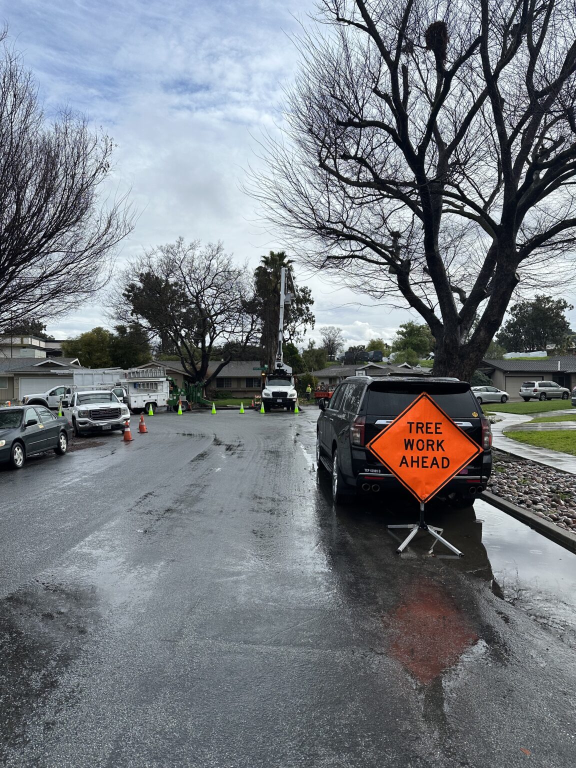 Corona Tree Experts Inc | Tree Service Near Me
