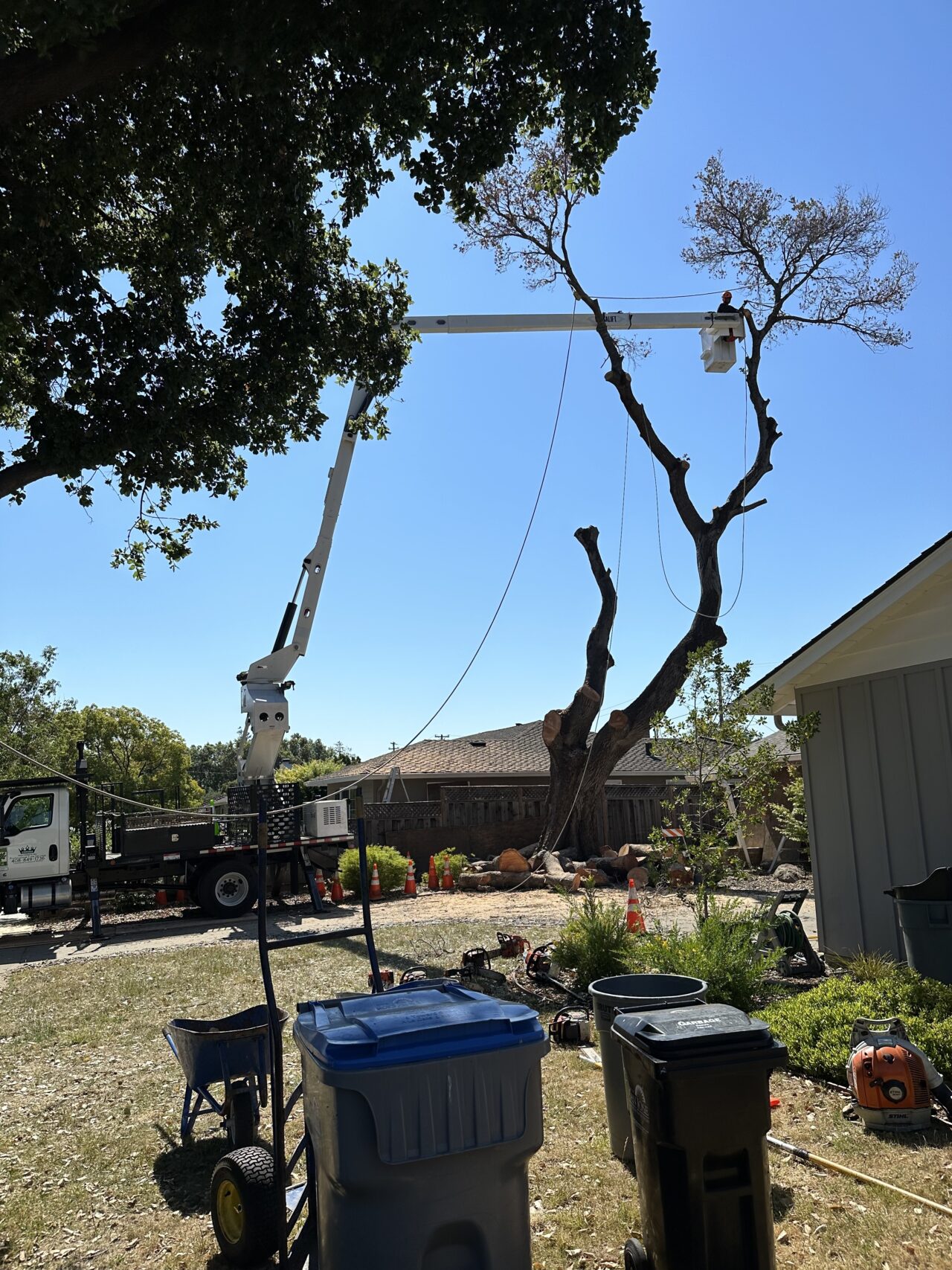 Corona Tree Experts Inc | Tree Service Near Me