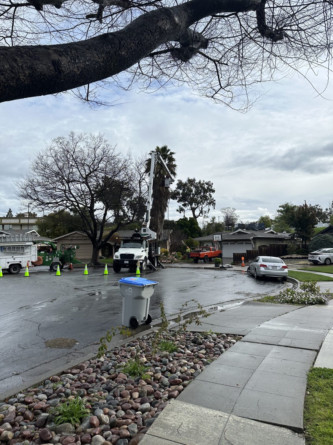 Corona Tree Experts Inc | Tree Service Near Me