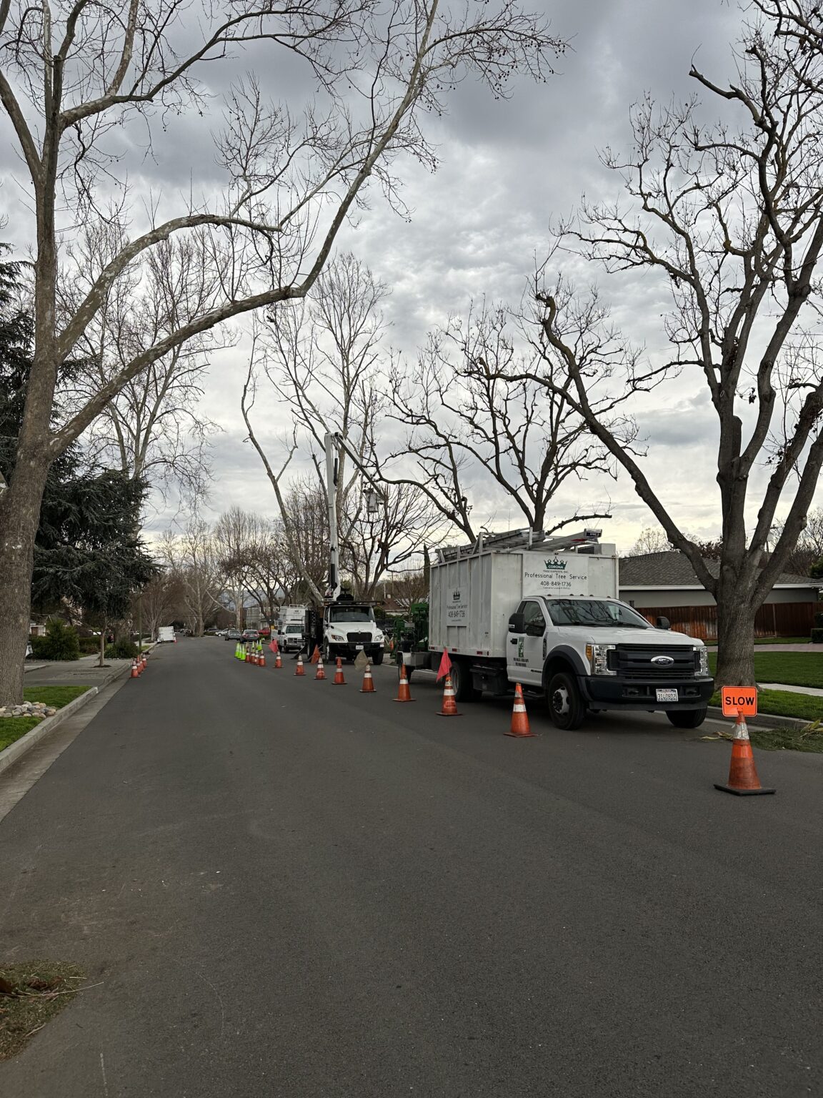 Corona Tree Experts Inc | Tree Service Near Me
