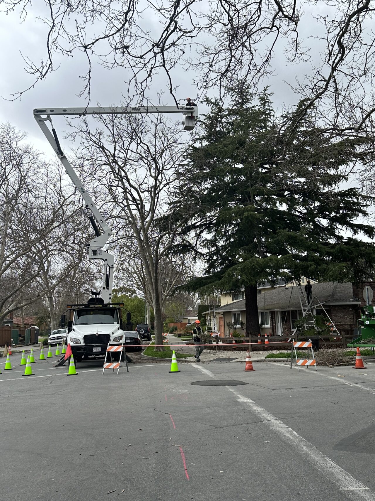 Corona Tree Experts Inc | Tree Service Near Me