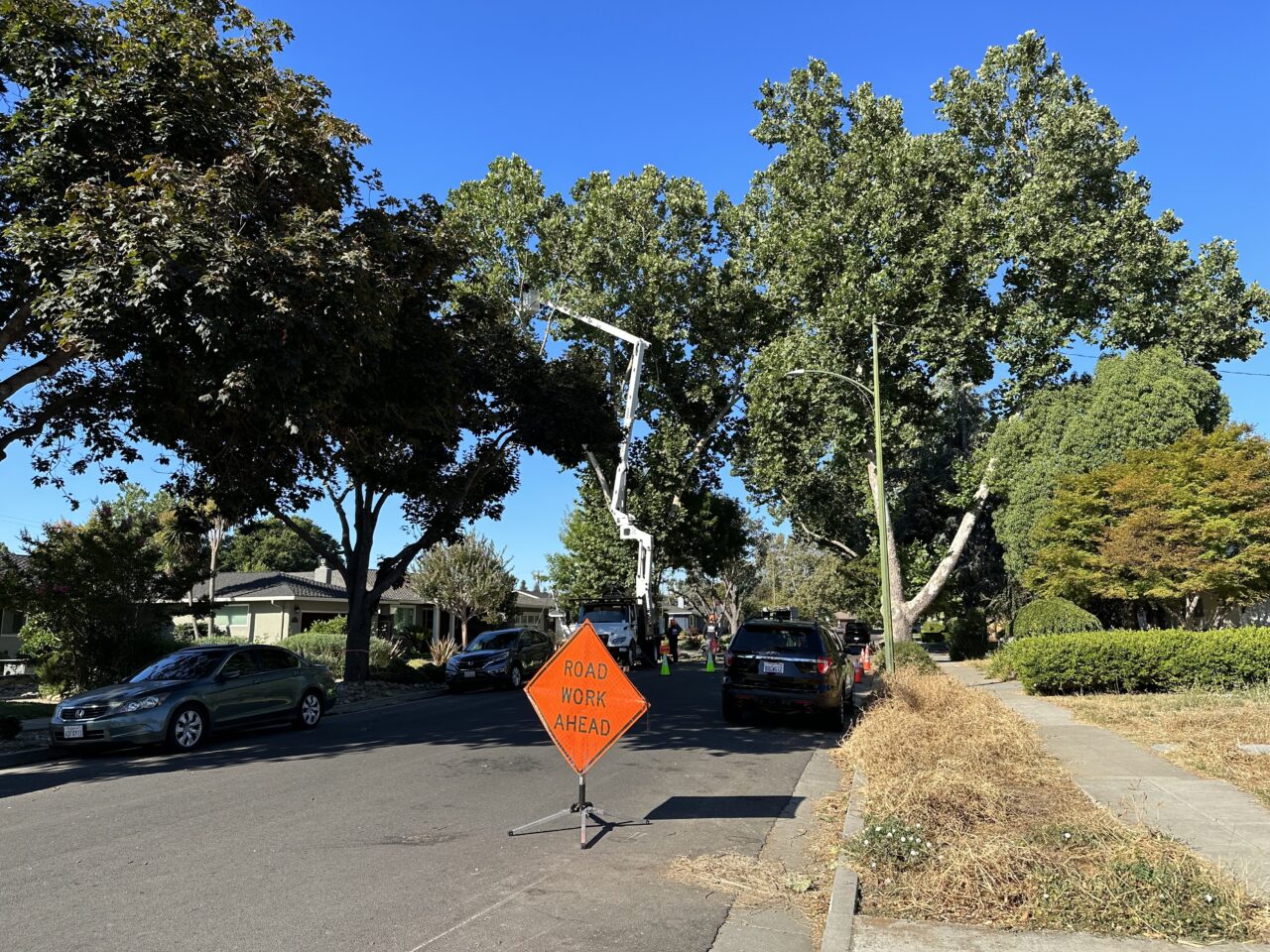 Corona Tree Experts Inc | Tree Service Near Me